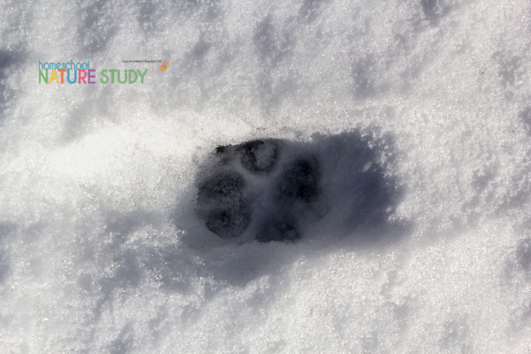 Animal Tracks Nature Hunt: Mammals Homeschool Study - Homeschool Nature ...