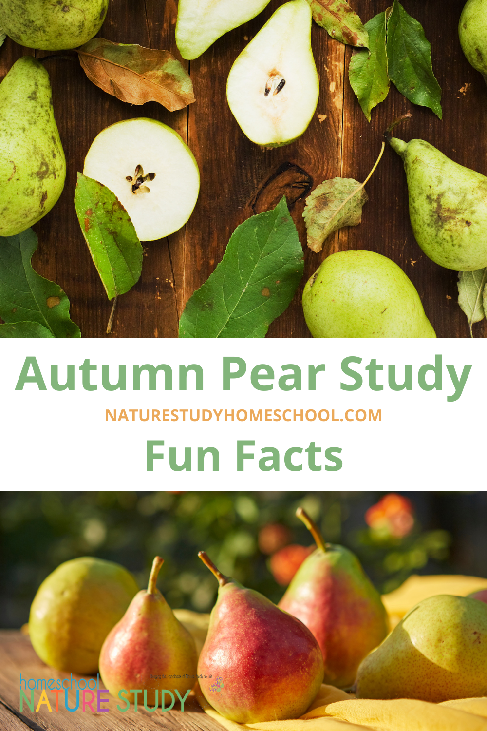 Autumn Pear Study: Fun Facts For Kids - Homeschool Nature Study