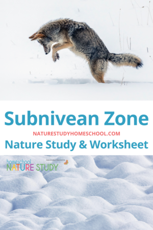 A Fascinating Winter Subnivean Zone Nature Study - Homeschool Nature Study