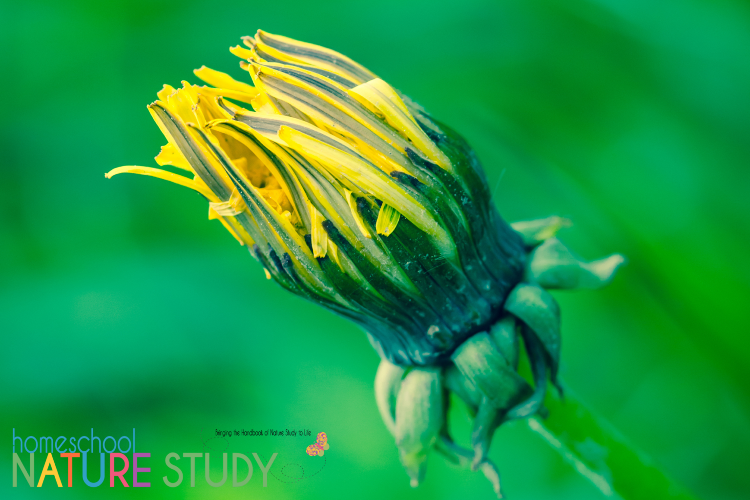 Nyctinasty Nature Study: Learn Why Flowers Close at Night - Homeschool ...