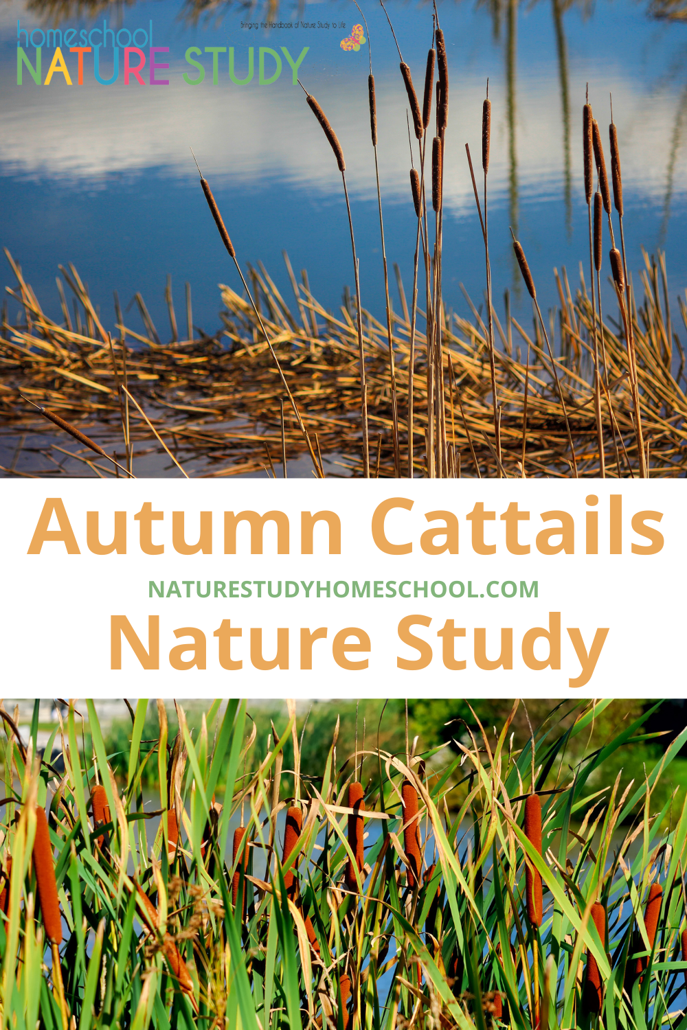 Autumn Cattails Nature Study and Printable - Homeschool Nature Study