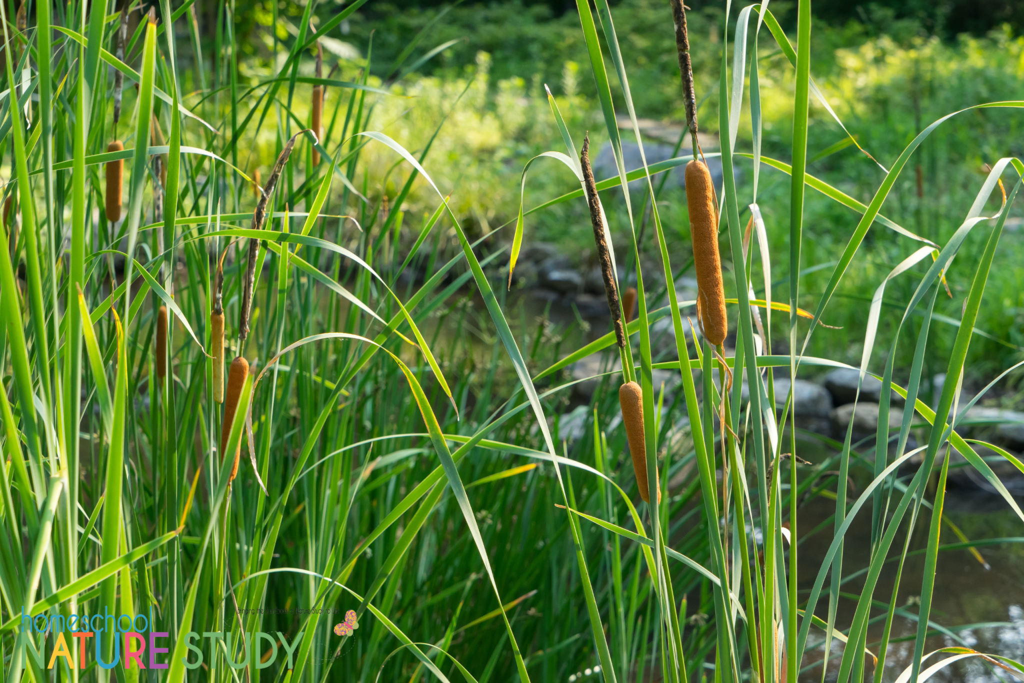 Autumn Cattails Nature Study and Printable - Homeschool Nature Study
