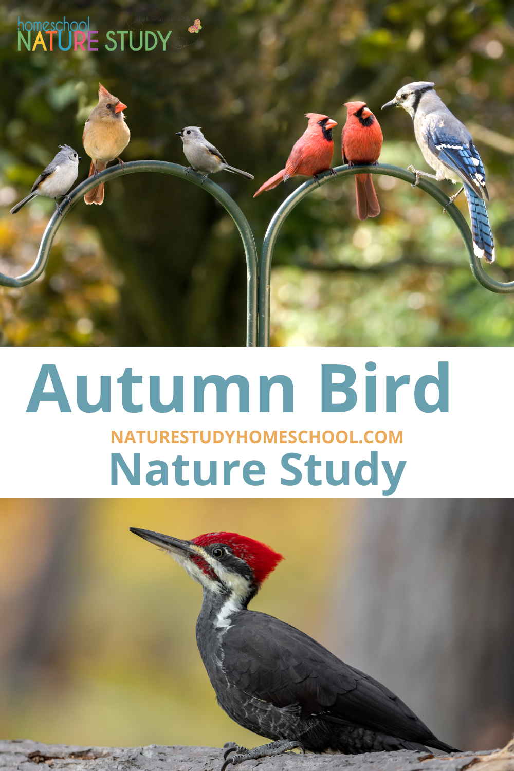 Autumn Bird and Woodpecker Nature Study - Homeschool Nature Study