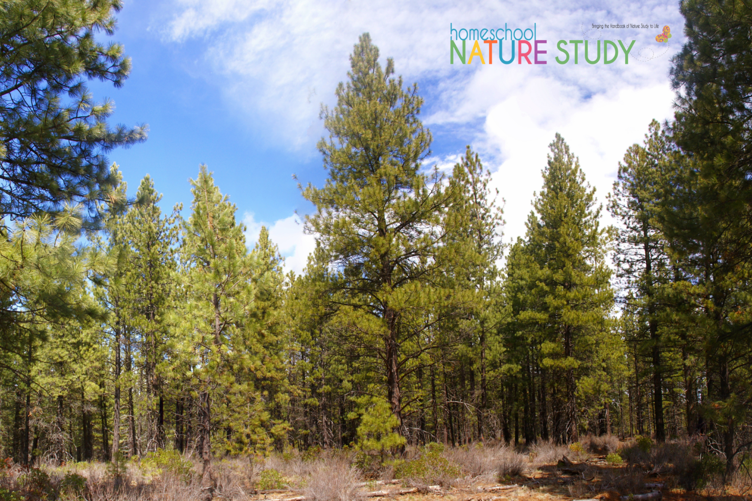 Winter Tree Nature Study: Ponderosa Pines - Homeschool Nature Study