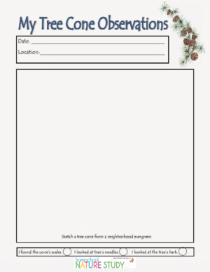 Winter Tree Nature Study: Ponderosa Pines - Homeschool Nature Study