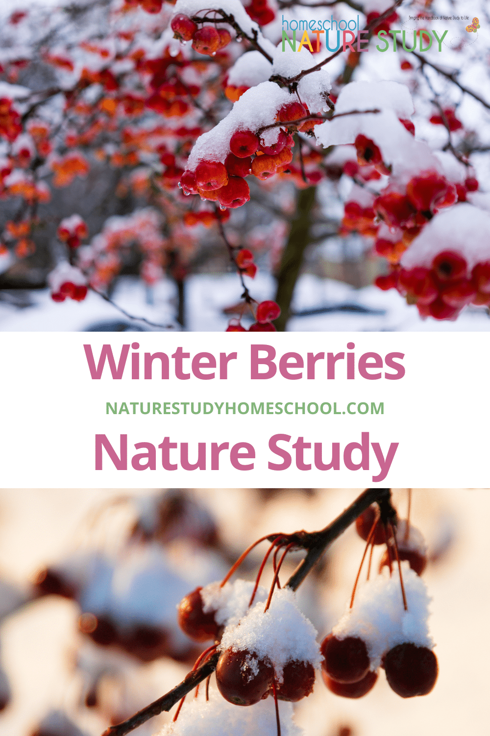 Winter Berries Nature Study - Homeschool Nature Study