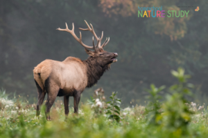 Elk Nature Study - Homeschool Nature Study