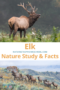 Elk Nature Study - Homeschool Nature Study