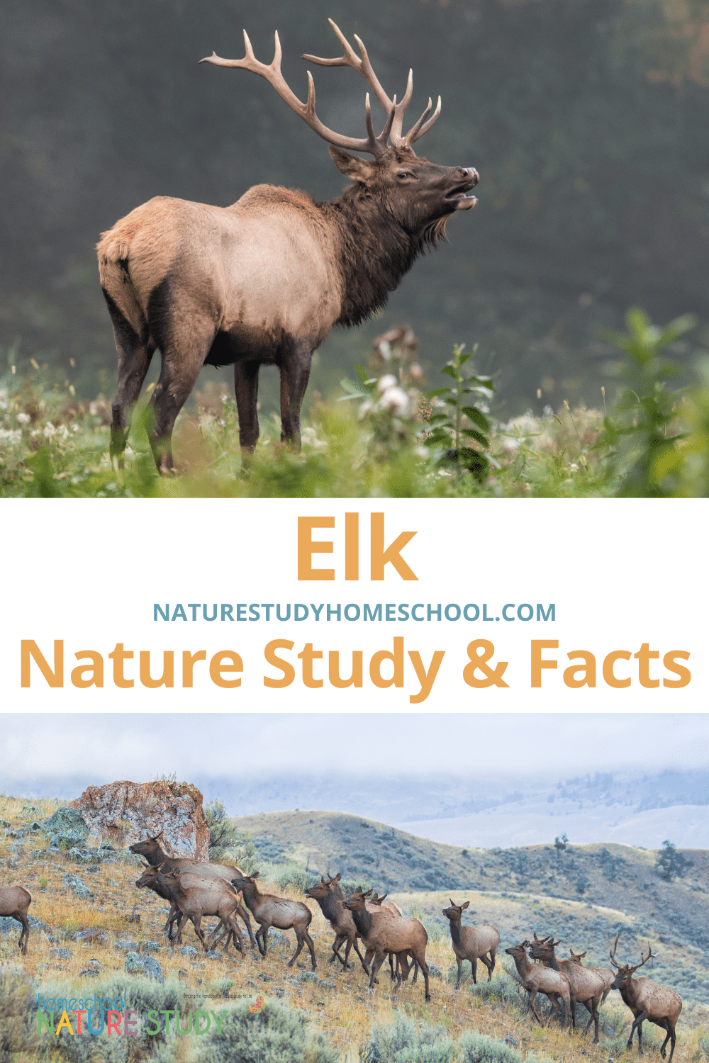 Posts - Homeschool Nature Study