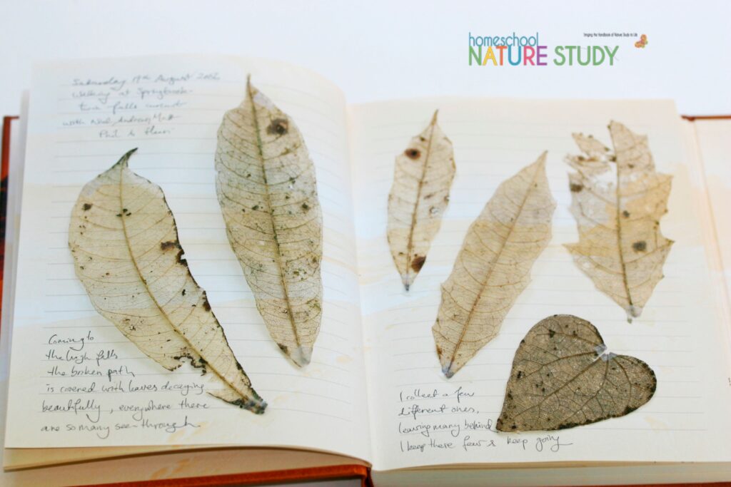 How to Make Leaf Rubbings for Your Homeschool Nature Study - Homeschool ...