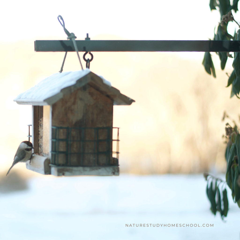 Winter Nature Study Curriculum - Homeschool Nature Study