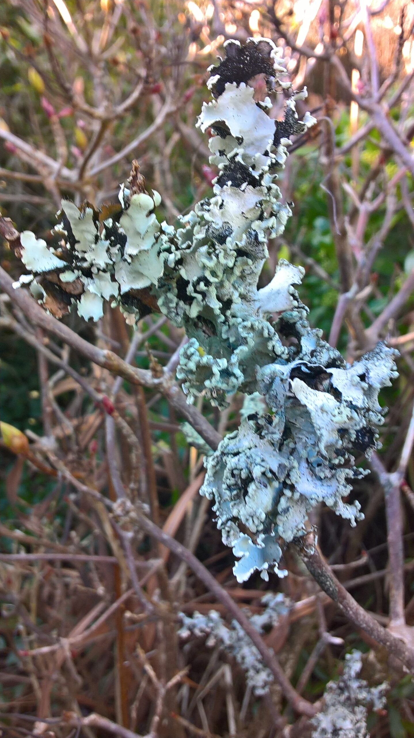 Greens of Winter, Moss and Lichen Homeschool Nature Walk - Homeschool ...