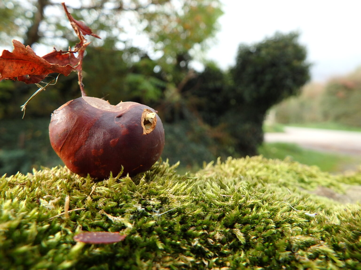 Winter Homeschool Nature Study: Green And Red Challenge - Homeschool ...