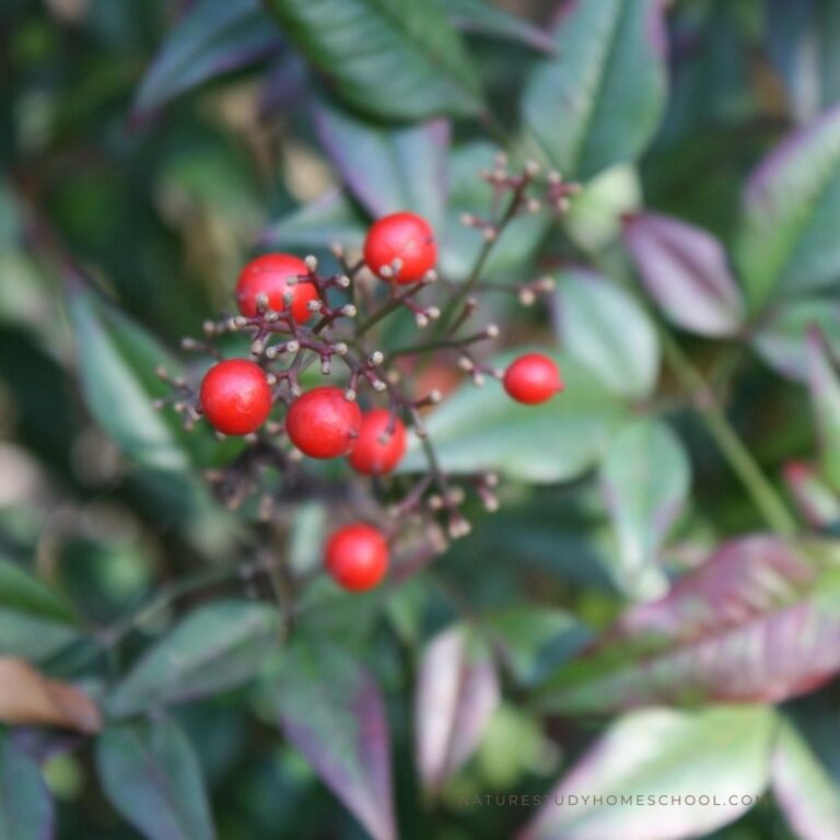 December Nature Study Activities for the Christmas Season - Homeschool ...