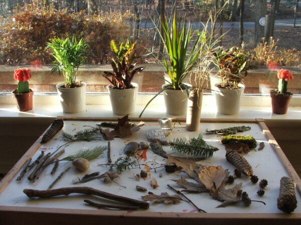 Taking Your Homeschool Winter Nature Study Indoors - Homeschool Nature ...