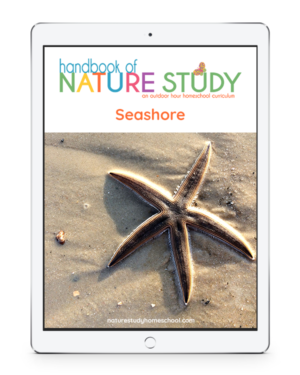 Seashore - Homeschool Nature Study
