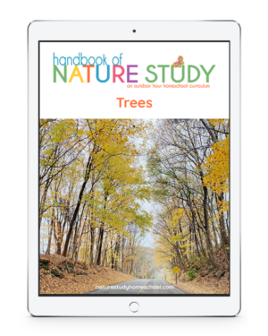 Ideas for Drawing in Your Nature Journal - Homeschool Nature Study