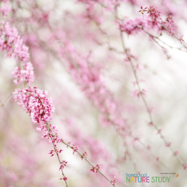 Guide to Spring Nature Study in Your Homeschool - Homeschool Nature Study