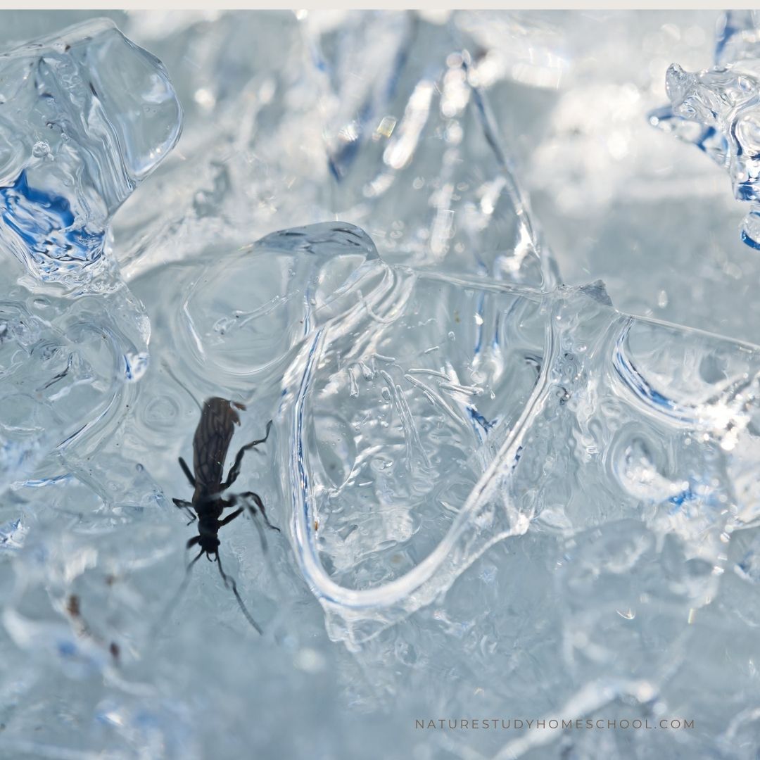 Winter Insects - Homeschool Nature Study