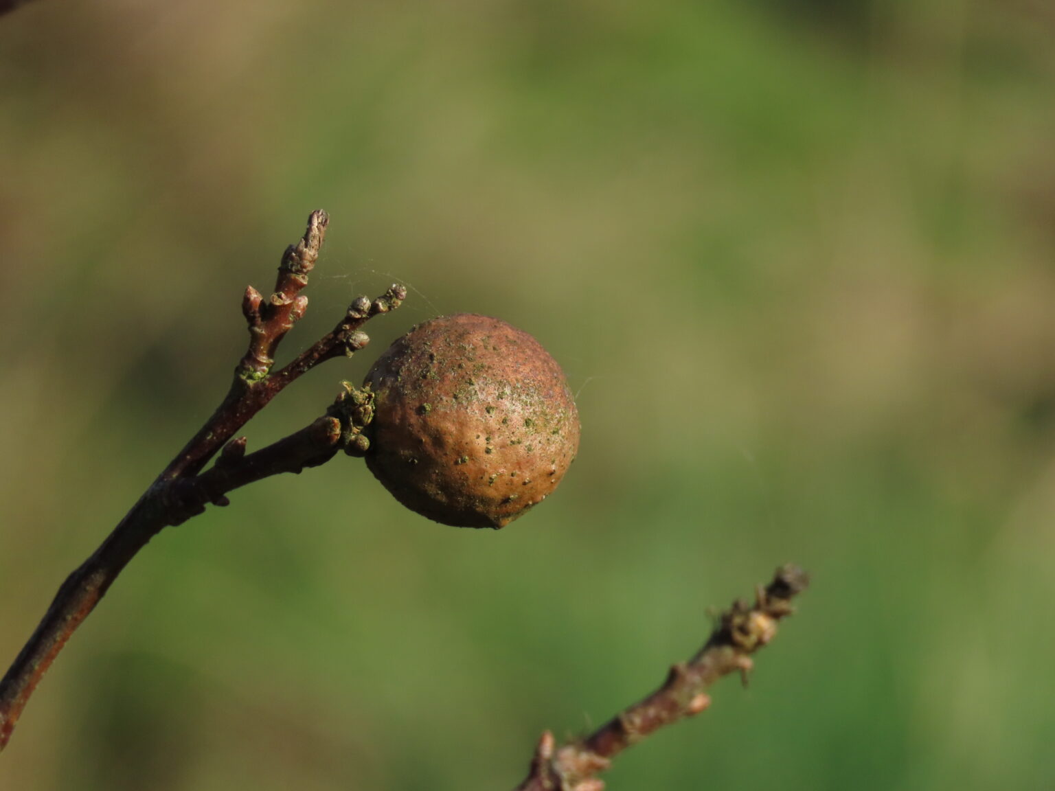 OHC More Nature Study Book 2 - Gall Dwelling Insects - Homeschool ...