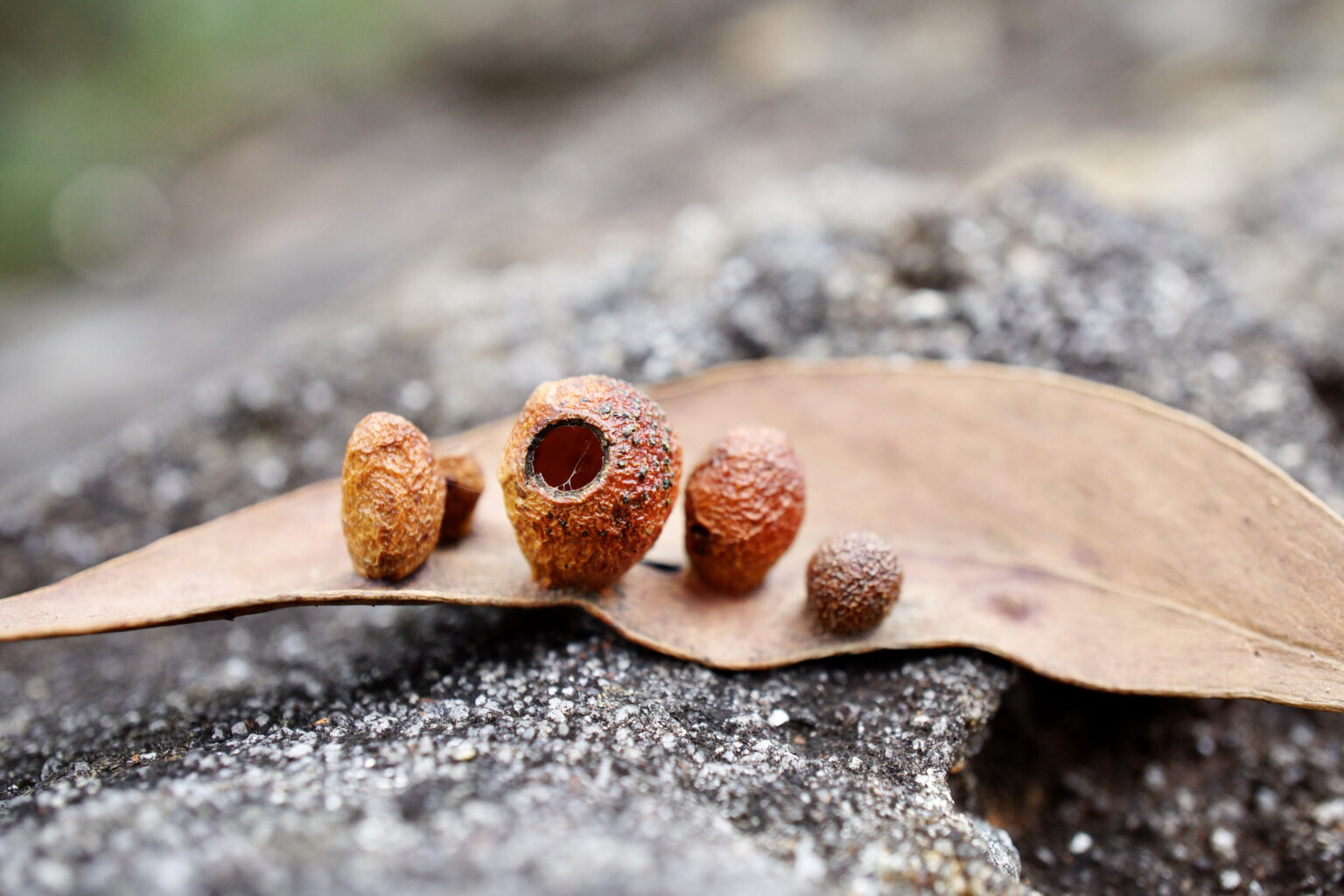 Gall Dwelling Insects - Our Winter Study - Homeschool Nature Study
