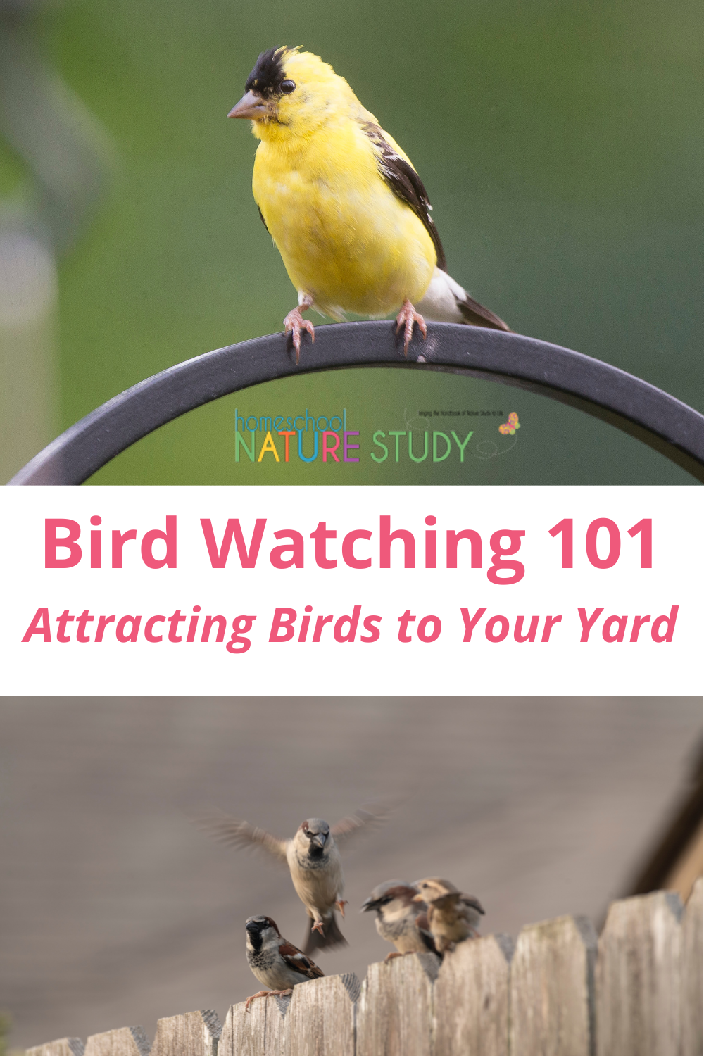 Birdwatching 101 Attracting Birds To Your Yard - Homeschool Nature Study