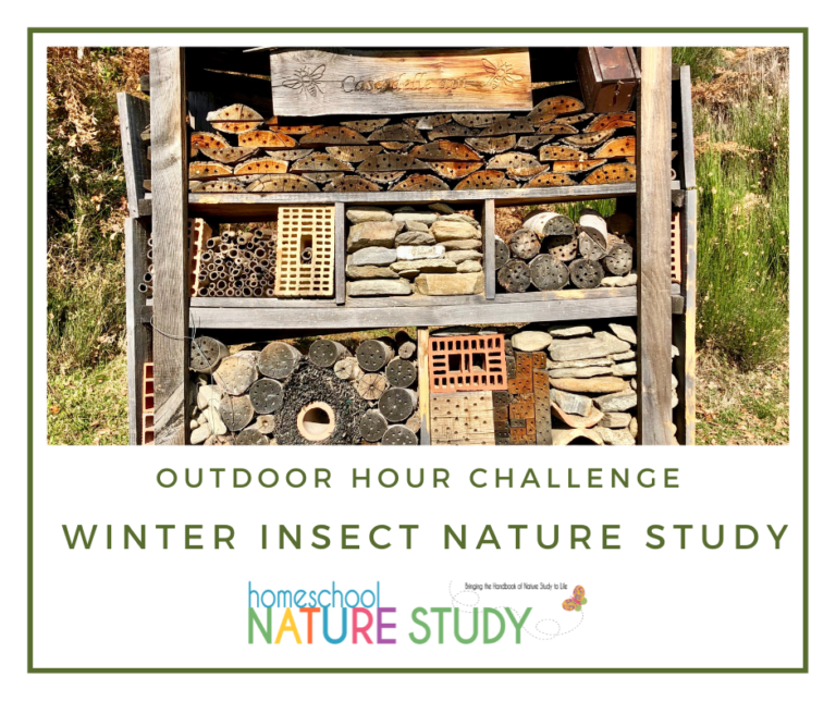 January Nature Studies Perfect for Winter Homeschooling - Homeschool ...