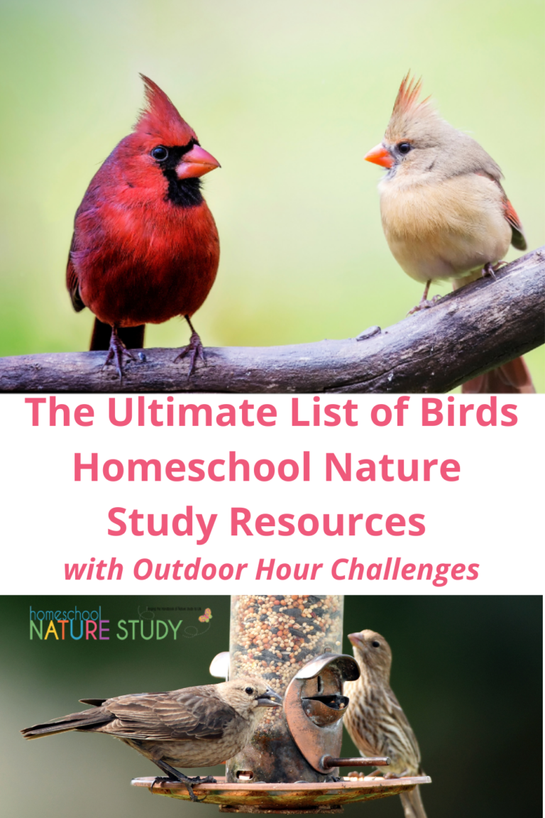 The Ultimate List of Birds Homeschool Nature Study Resources Using the ...