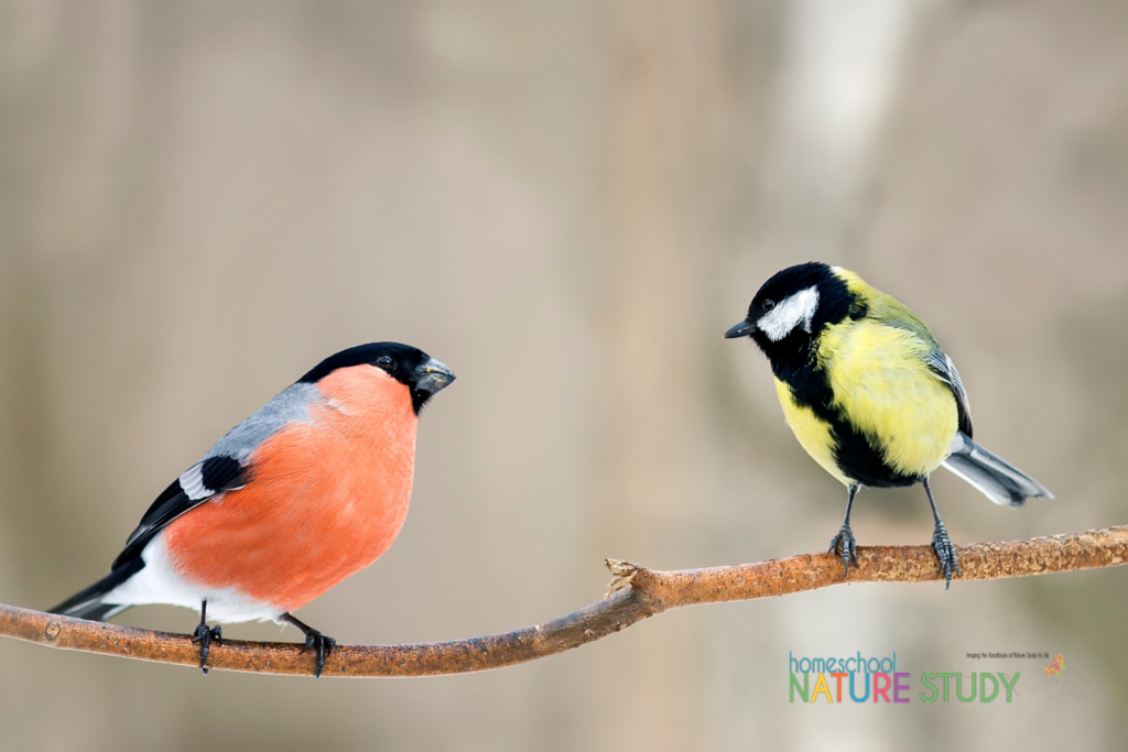 Homeschool Bird Study For Different Learning Styles - Homeschool Nature ...