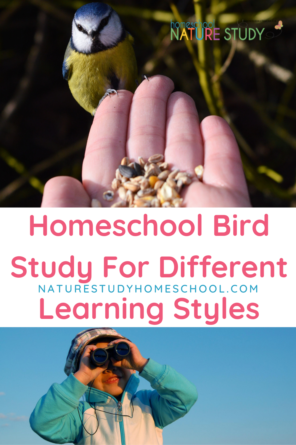 Homeschool Bird Study For Different Learning Styles - Homeschool Nature ...
