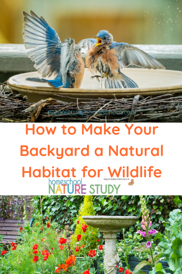 How to Make Your Backyard a Natural Habitat for Wildlife - Homeschool ...