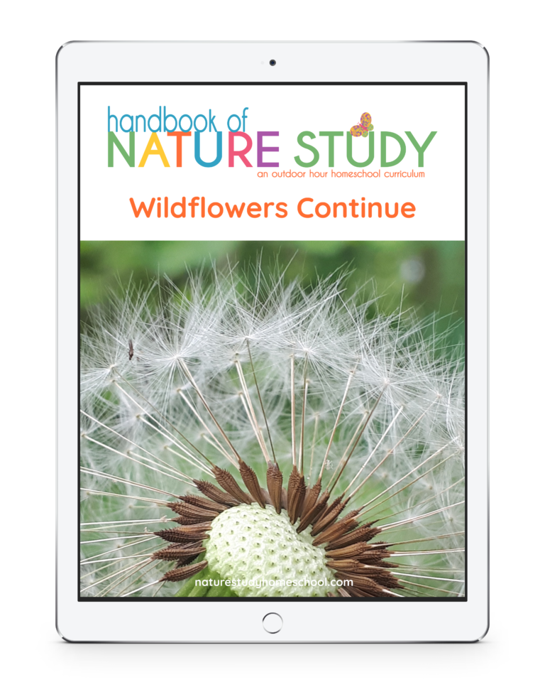 Charlotte Mason Nature Study: Simple Ideas for Wildflowers - Homeschool ...