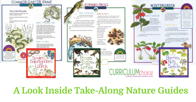 Homeschool Nature Book - Birds, Nests, and Eggs - Homeschool Nature Study