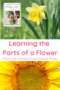 Plant Life Nature Study: Learning The Parts of a Flower - Homeschool ...