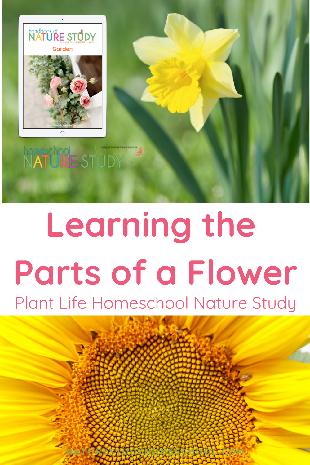 Plant Life Nature Study: Learning The Parts of a Flower - Homeschool ...