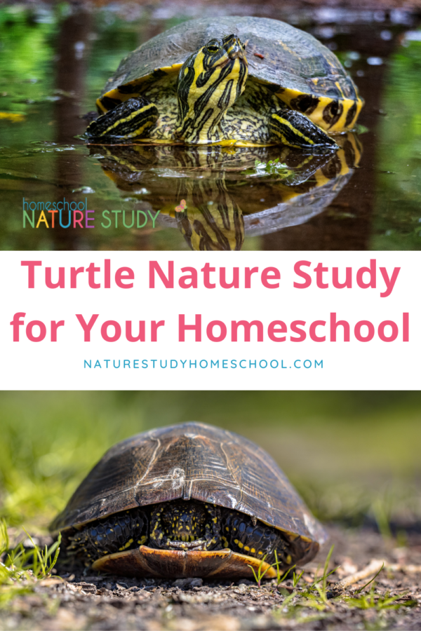 Turtle Nature Study for Your Homeschool - Homeschool Nature Study
