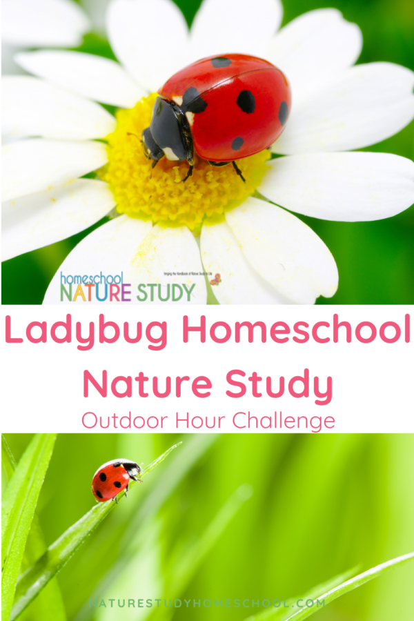 A Delightful Ladybug Nature Study For Your Homeschool - Homeschool ...