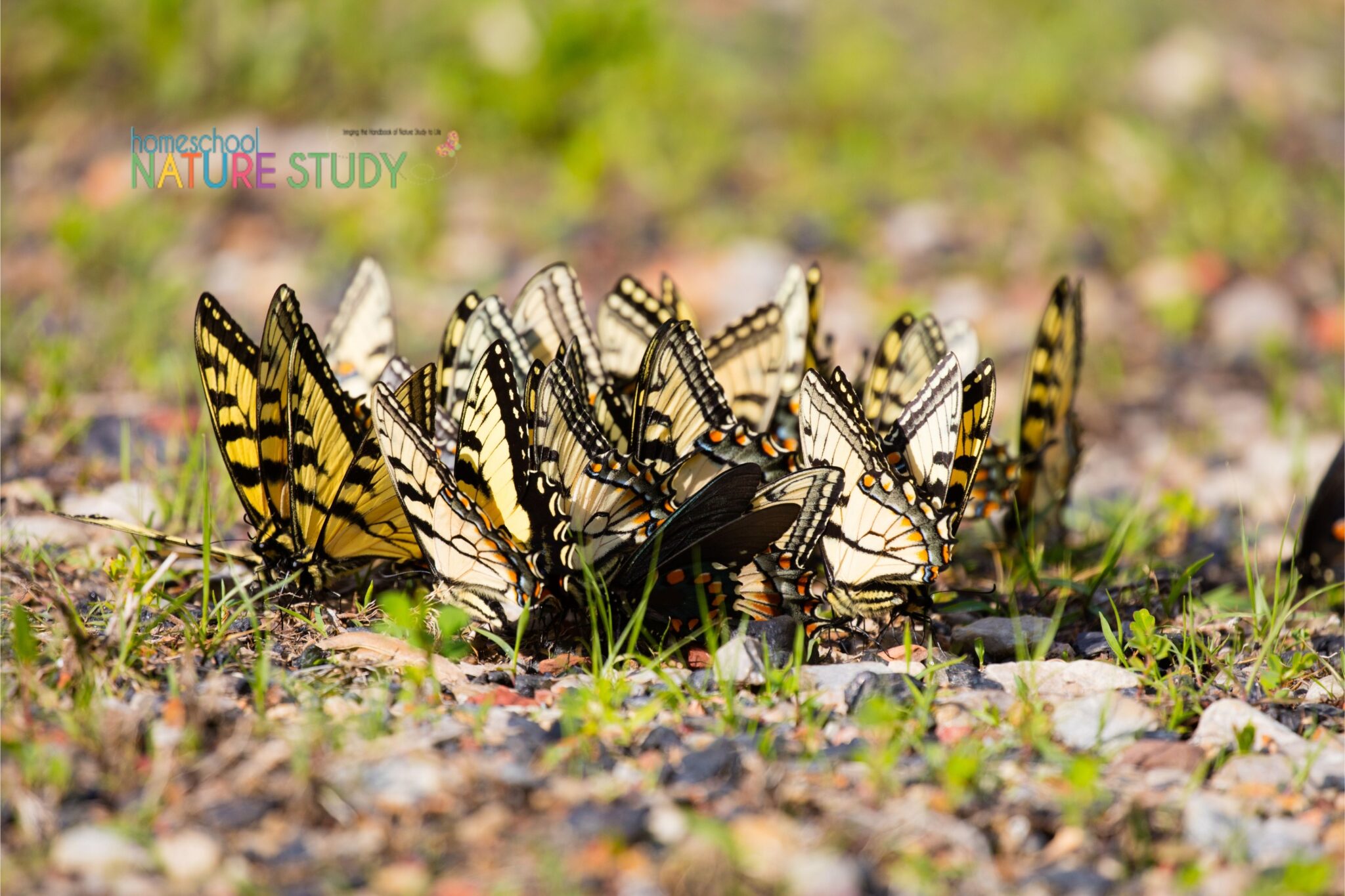 Summer Butterfly Nature Study How To Make A Butterfly Puddle LaptrinhX News