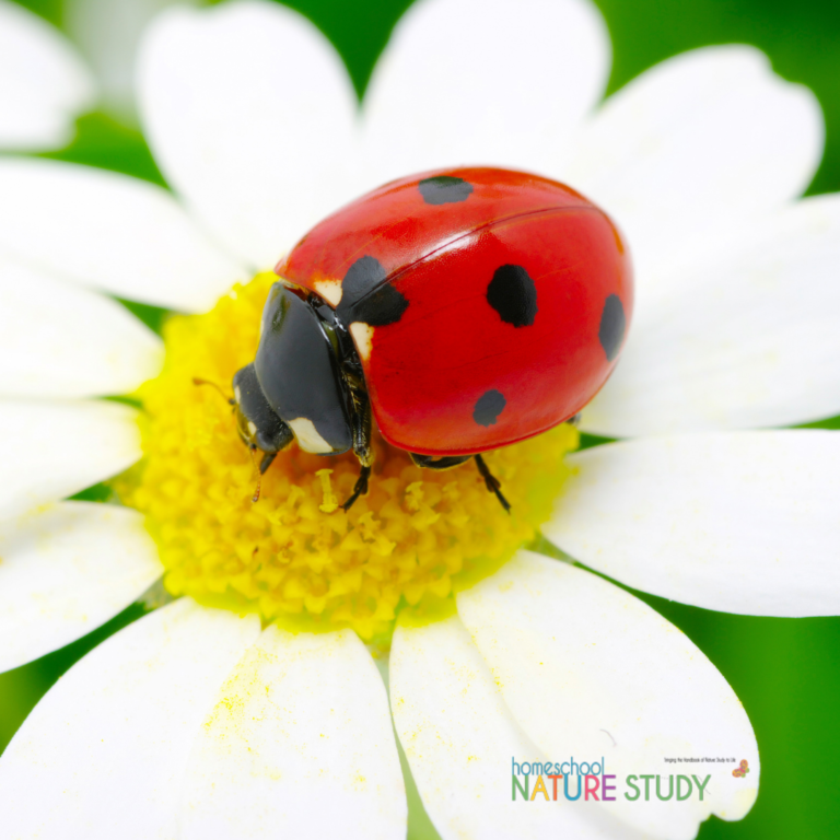 A Delightful Ladybug Nature Study For Your Homeschool - Homeschool ...