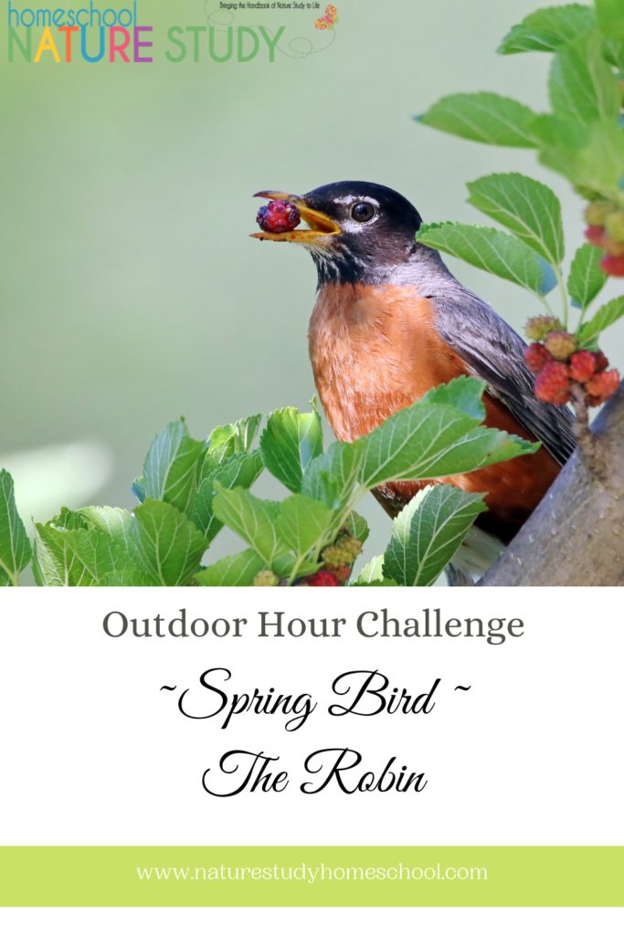 Robin Outdoor Hour Challenge - Homeschool Nature Study