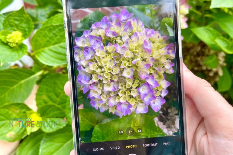 Fun Summer Nature Study Photo Challenge - Homeschool Nature Study