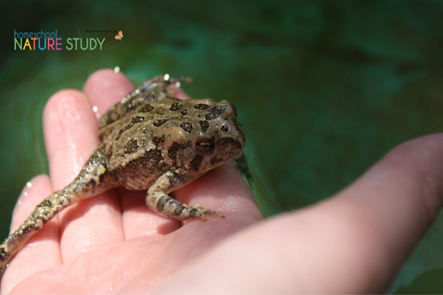 Pond and Frog Nature Study: Includes Frog Life Cycle Activity Printable ...