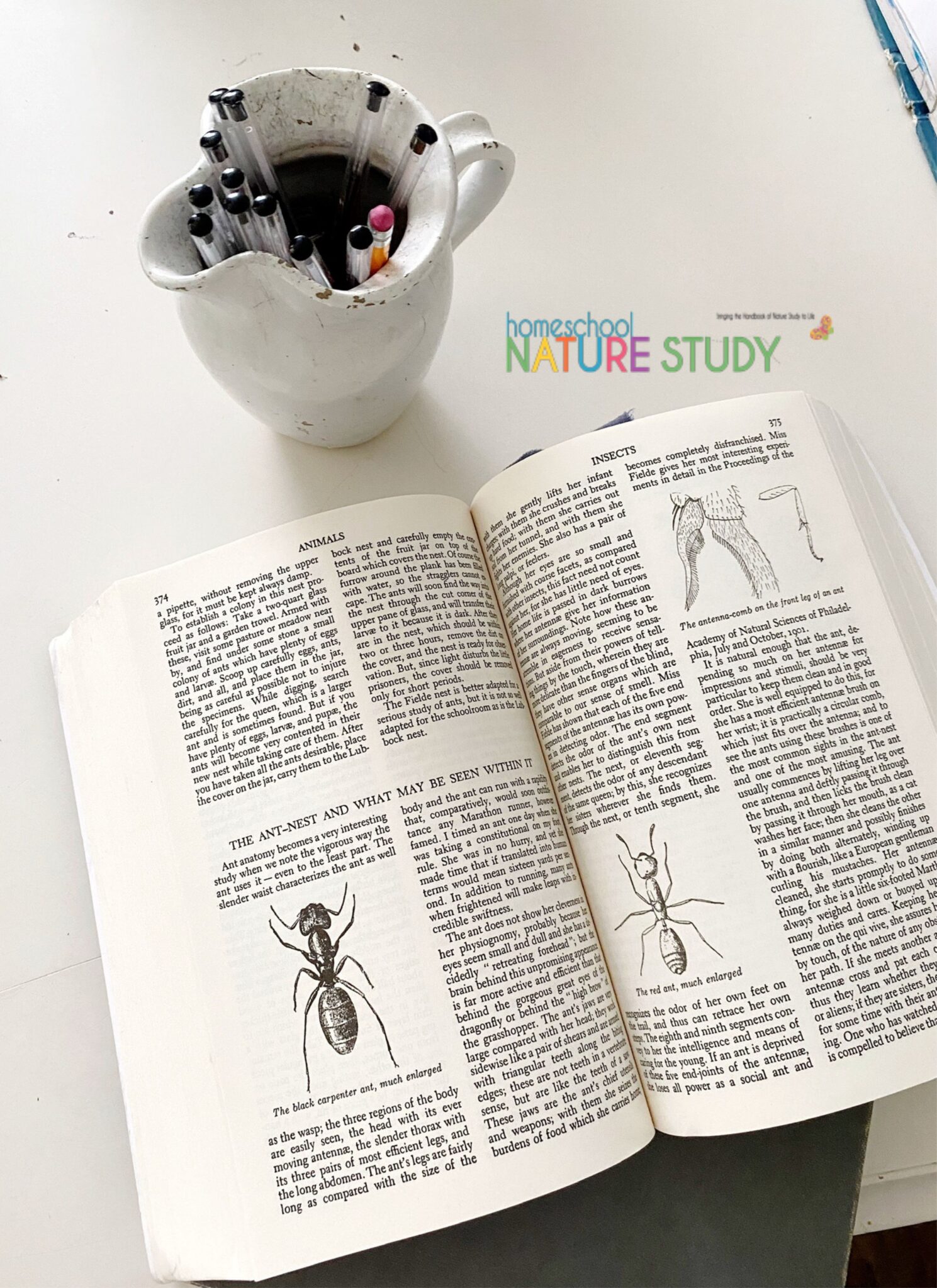 Monthly Nature Journal Activities For Your Homeschool - Homeschool ...