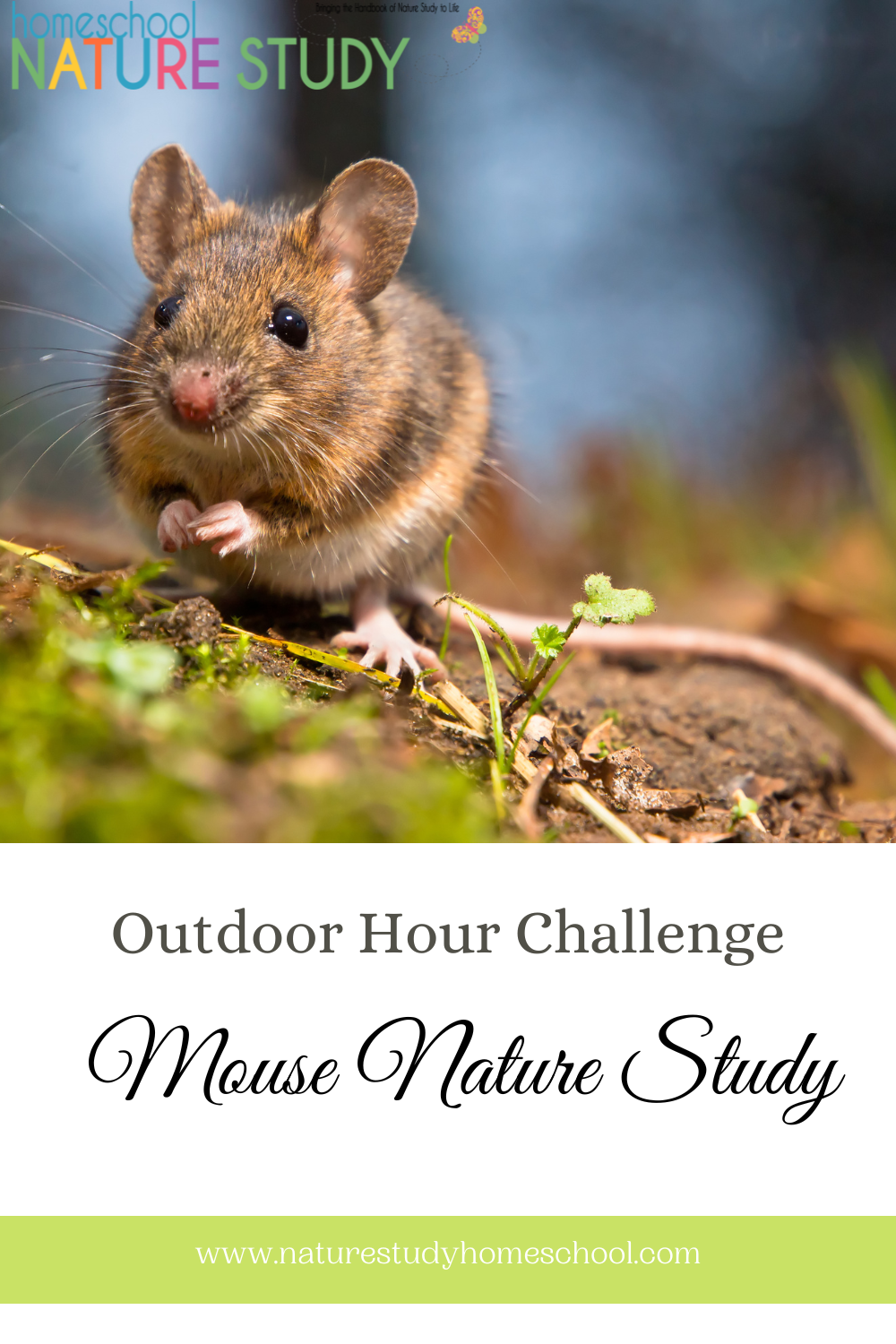 Mouse Homeschool Nature Study For Kids - Homeschool Nature Study