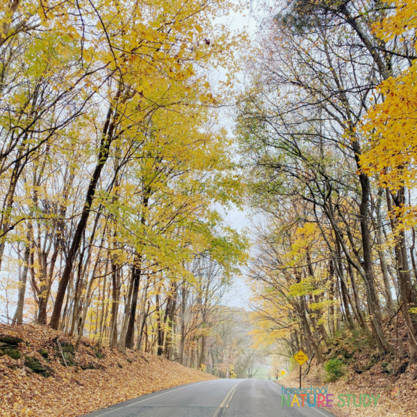 5 Getting Started Tips for Nature Study in Your Homeschool - Homeschool ...