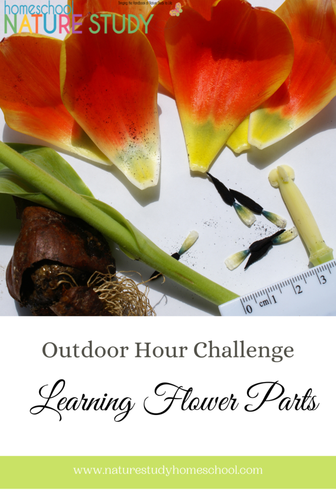 Learning Flower Parts - Homeschool Nature Study