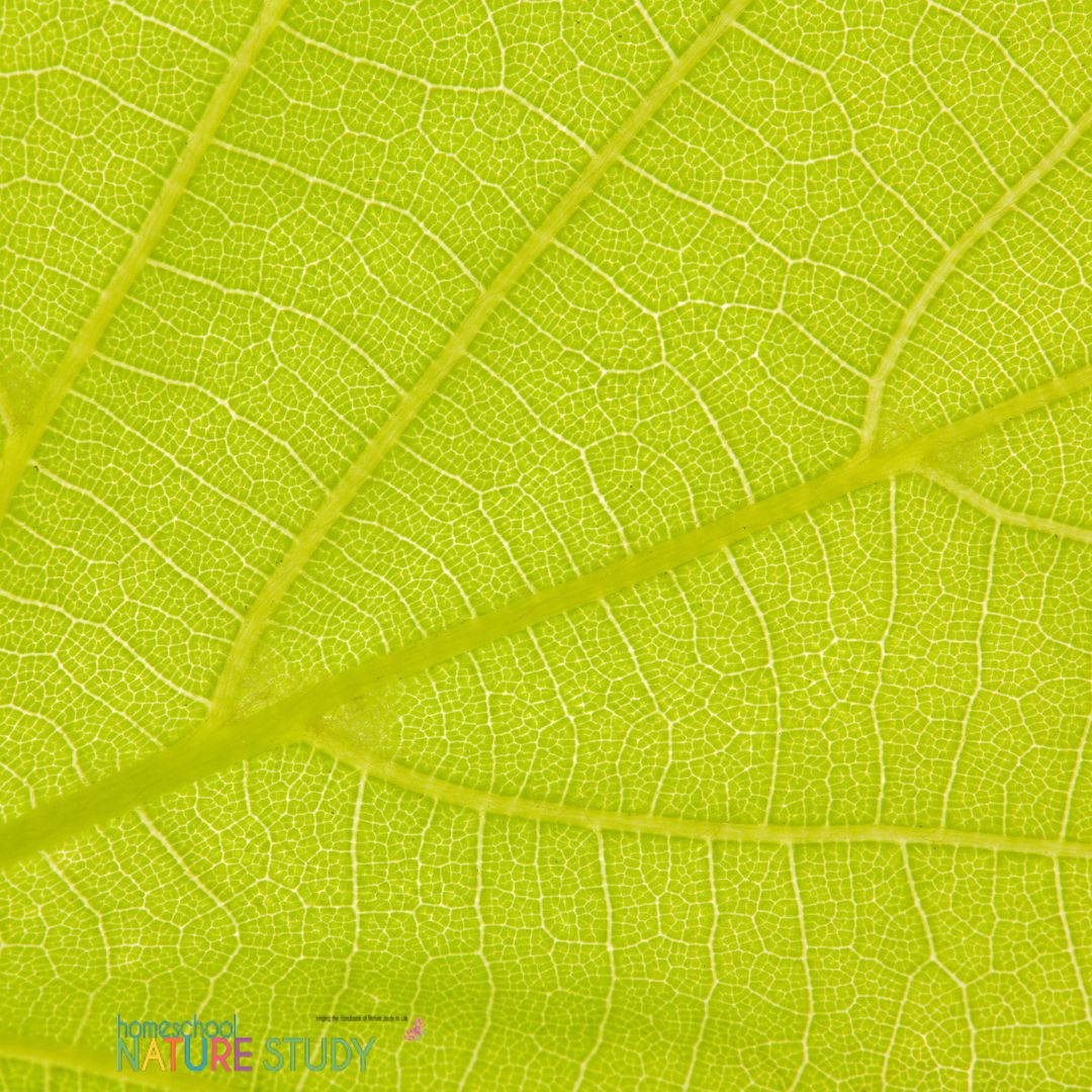 Learning Leaf Parts - Homeschool Nature Study