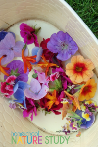 How to Build a Habit of Nature Study in Your Homeschool - Homeschool ...