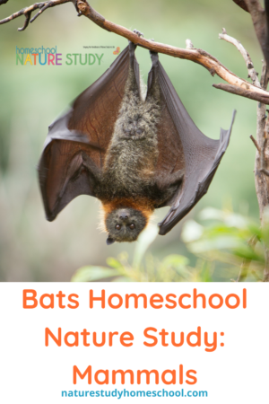 Bats Homeschool Nature Study: Mammals - Homeschool Nature Study