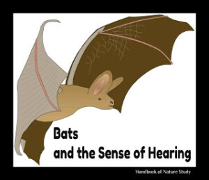 Bats Homeschool Nature Study: Mammals - Homeschool Nature Study
